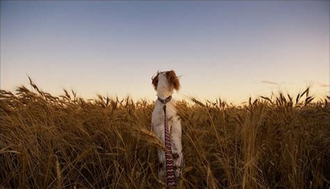 Agile Is Not Only About New Methodolies Is About A New Way Of Thinking