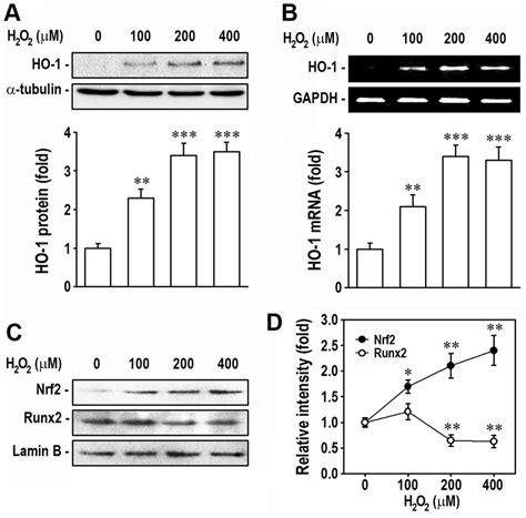 H2o2 Upregulates The Induction Of Nrf2 And Ho 1 With Attendant