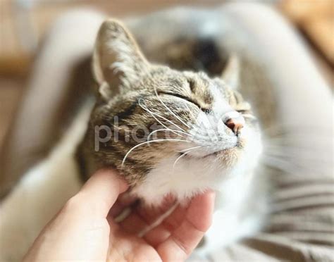 膝の上で甘える猫 No 29621207｜写真素材なら「写真ac」無料（フリー）ダウンロードok