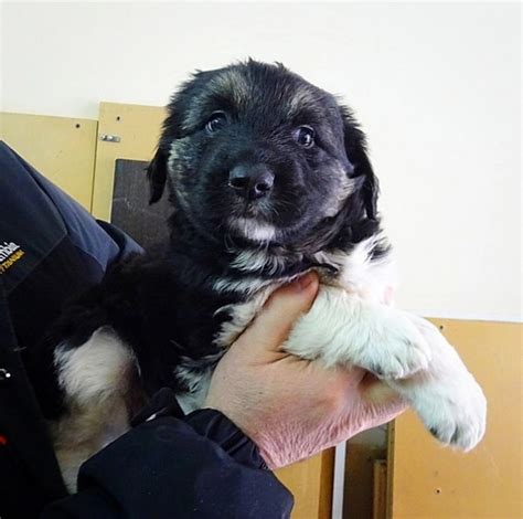 Светлый мальчик красавчик и чёрно белая девочка Два бутуза в поиске