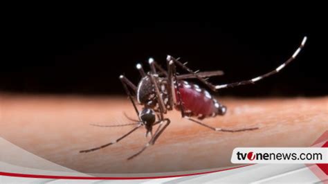 Waspada Kasus DBD Tengah Meningkat Ini Perbedaan Gejala Demam Berdarah