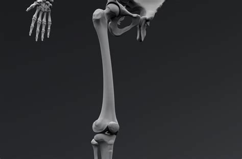 Human Skeleton Full Articulated D Model D Printable CGTrader