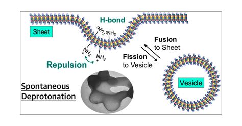Transformation Of Supramolecular Membranes To Vesicles Driven By