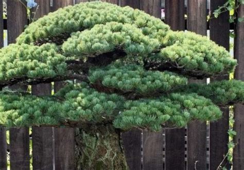 A Comprehensive Overview Of Different Shaping Styles For Bonsai Trees