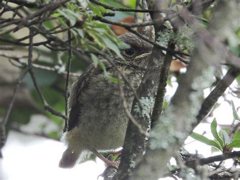 ジョウビタキ幼鳥 日本の野鳥識別図鑑