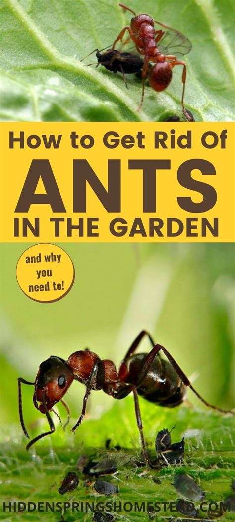 How To Get Rid Of Ants In The Garden And Why You Need To Cover Them