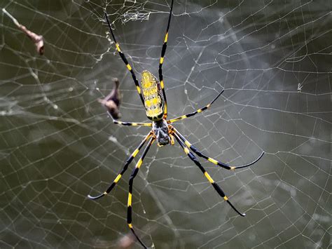 What Is A Joro Spider Orb Weaver Spiders