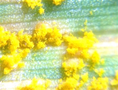 Lawn Rust How To Identify Treat And Prevent Rust On Grass