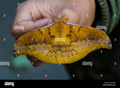 A large orange Emperor Moth janetta resting on a hand Stock Photo - Alamy