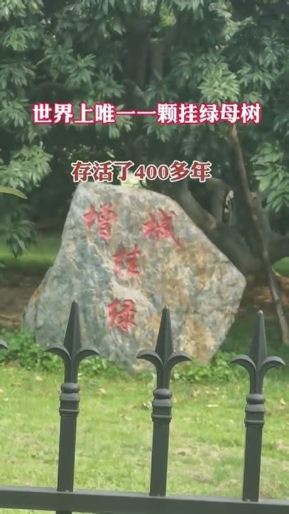 55 5万一颗荔枝你见过吗，也是广东最贵的荔枝，就连杨贵妃都吃过增城挂绿 挂绿荔枝 Youtube