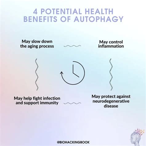 Autophagy The Major Cleaning System Of The Body Hololife Center