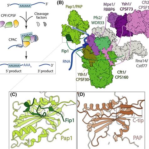 The Eukaryotic Cpac A Prior To Rna Binding Cpfcpsf Is In A
