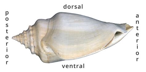 11 Gastropoda Shell Form Digital Atlas Of Ancient Life