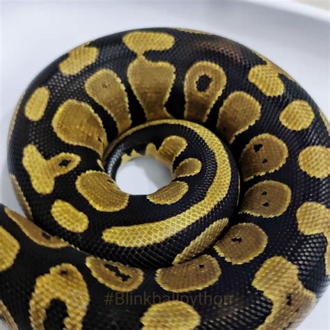 ดอกไม้ของใครน้า 💐😊 เจ้างูเอ๋ย Blink Ball Python