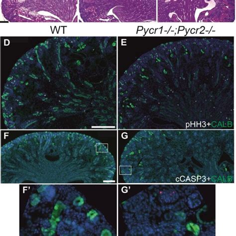 Presentation Of Overall Pathway Map Of Mapk Erk Metabolic Effects Download Scientific Diagram