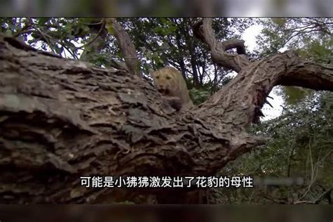 花豹猎杀了母狒狒，却将小狒狒收养起来，是好心还是另有所图