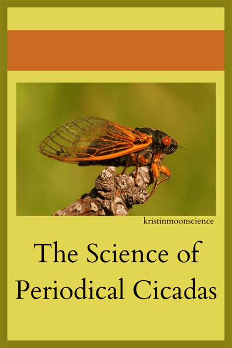 Cicada Facts Science Facts 13 Fascinating Now You Know Facts About