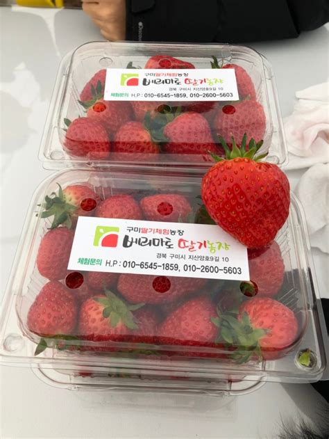 베리마토농장 주말에는 아이들과 구미 딸기체험 고고씽 네이버 블로그