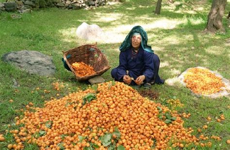 Organix Ladakh Apricot Soap PRATHA AYURVEDA Consult Shop Educate