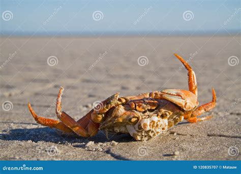 Dead Crab On Beach Stock Image Image Of Orange Upside 120835707