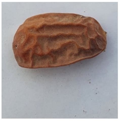 Applied Sciences Free Full Text Date Fruit Classification Based On Surface Quality Using