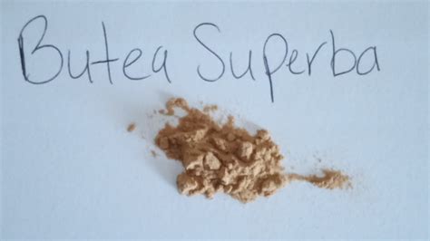 Butea Superba 🥒 on steroids 💉 (secret to growth) - YouTube