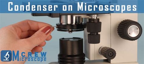 What Is The Function Of The Condenser On A Microscope Microscope Crew