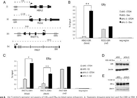 Figure 4 From Selective Coregulator Function And Restriction Of Steroid