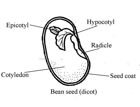 Describe The Structure And Function Of A Seed