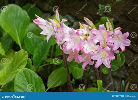 Naked Lady Lycoris Squamigera Stock Image CartoonDealer 124735903
