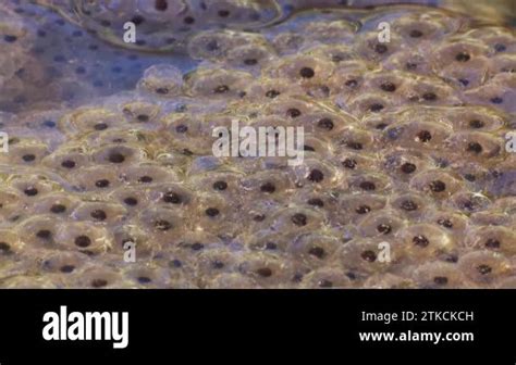 Amphibian Frog Spawn Macro Stock Videos And Footage Hd And 4k Video