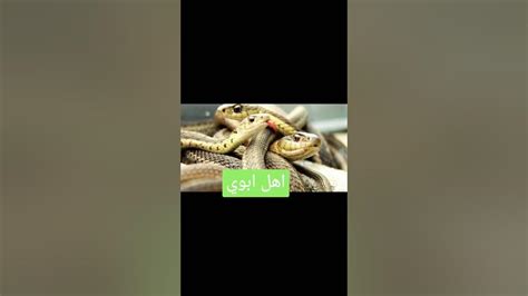 الفرق بين اهل امي واهل ابوي 😍🤣 💫💫🔥🤣🤣👌 Youtube