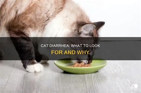 Cat Diarrhea What To Look For And Why Petshun