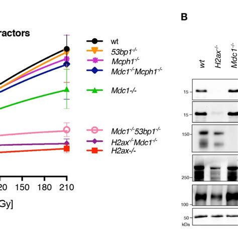 Genetic Dependencies Of The Ir Stimulated Random Integration A