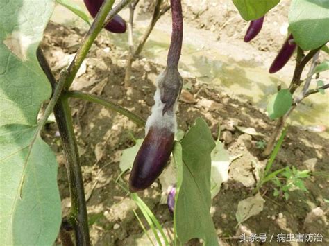 大棚茄子綿疫病黃萎病的發病條件及症狀有哪些解決方案 每日頭條