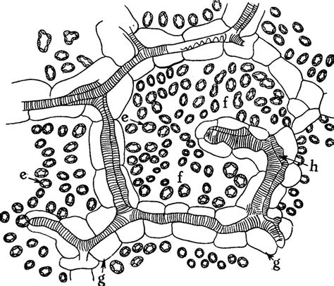 Intercellular Spaces Of Leaf Vintage Illustration 35468530 Vector Art