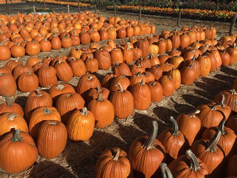 Spina Farms Pumpkin Patch Closed For Season — Visit Morgan Hill