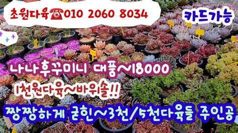 초원다육010 2060 80341천3천5천 다육으로 소개 굼뱅이분변토썩은 다육전용토 4kg선물판매 나나후꾸미니