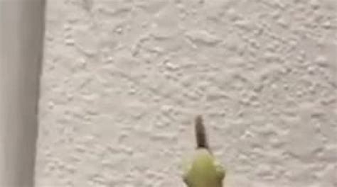 უფრო ეფექტური ვიდრე ბუზების საწინააღმდეგო სპრეი