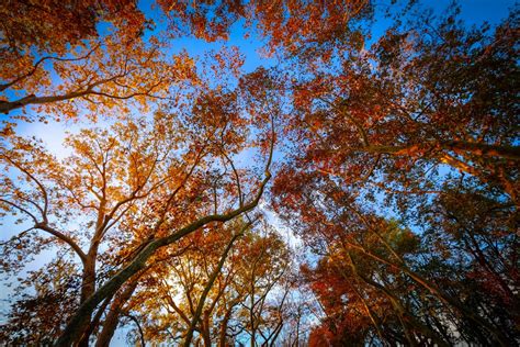 무료 이미지 하늘 분기 가을 우디 식물 Northern Hardwood Forest 온화한 넓은 잎과 혼합 숲
