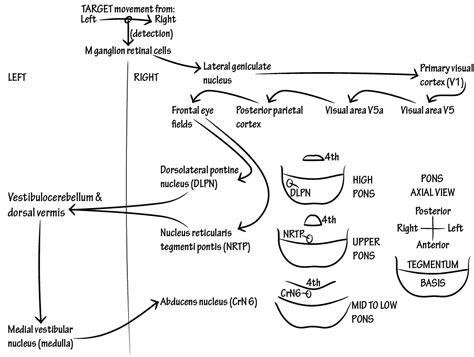 Neuroanatomy Glossary Smooth Pursuit Eye Movements Ditki Medical And Biological Sciences