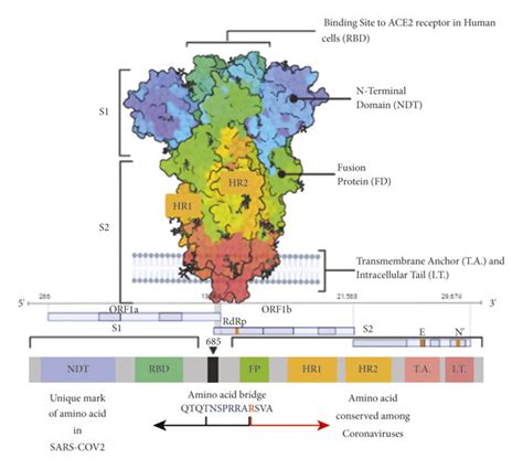 Schematic Representation Of The Domain Arrangement Of A Single Spike Download Scientific