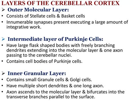 Neural Circuit Of Cerebellum Pptx