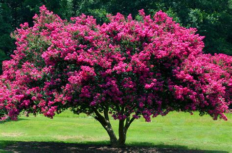 10 Crepe Myrtle Tree Symbolism Facts And Meaning Zodiac Superstitions