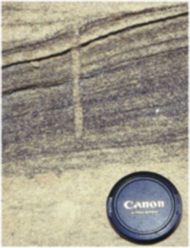 Lecture 7 Biogenic Sedimentary Structures Ichnofossils And Ichnology