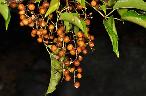 Bischofia Javanica Phyllanthaceae Image 50162 At PhytoImages Siu Edu