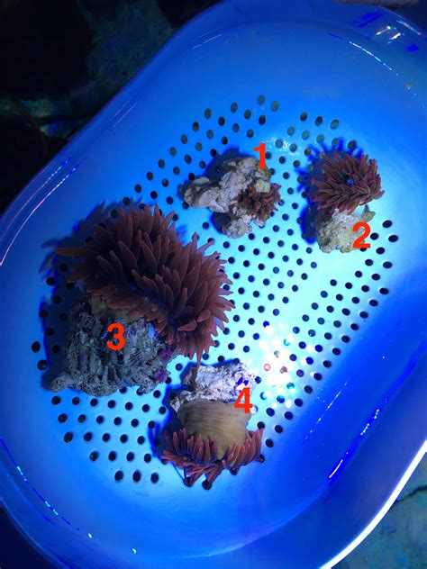 Four Sunburst Morph Bta Livestock Austin Reef Club