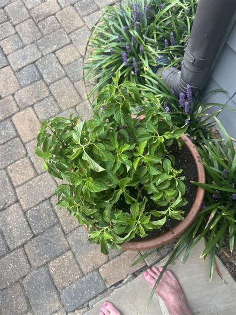 National Plant Network 3 Gal Hydrangea Sweet Starlight At Tractor