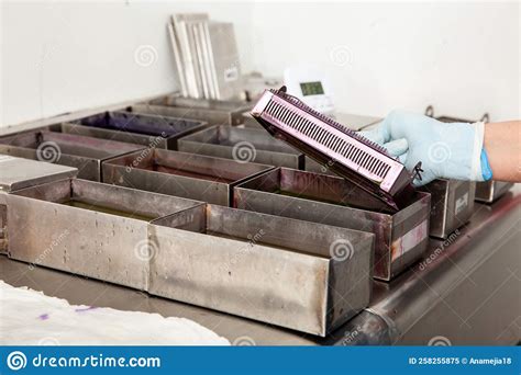 Scientist Staining Microscope Slides For Cytology Studies In The