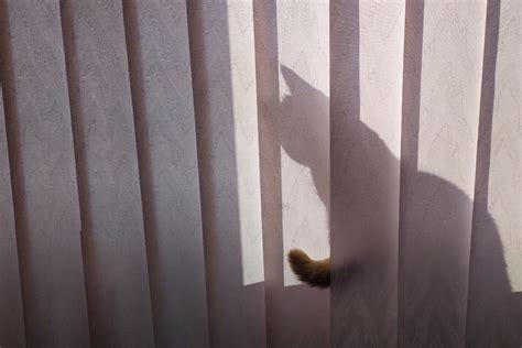 Why Is My Cat Hiding And How To Lure A Cat Out Of Hiding